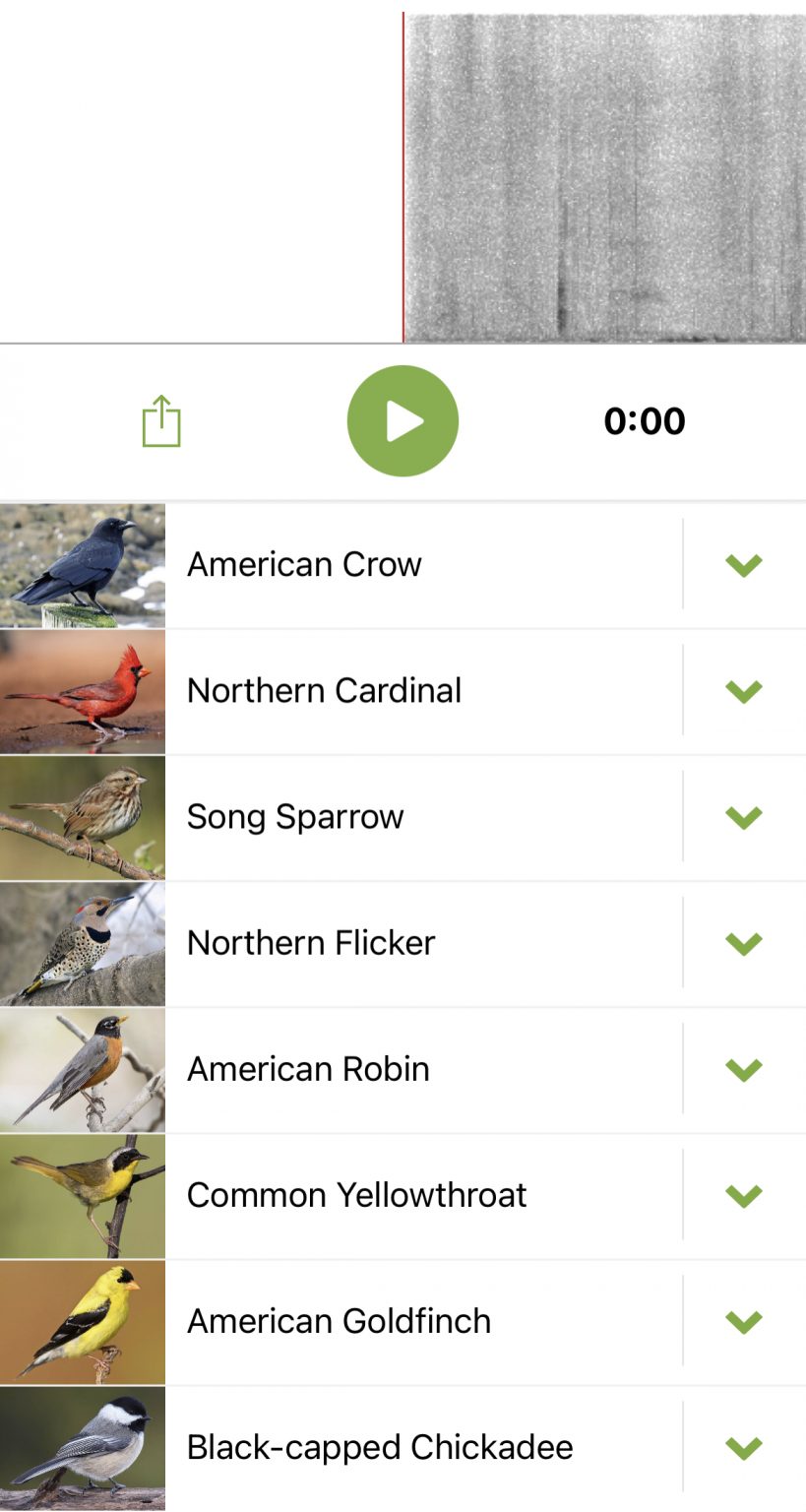 Understanding Bird Language - to see more wildlife - yesRetired